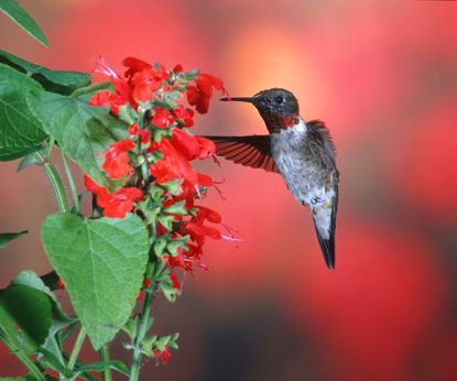 Grow These 10 Full Sun Hummingbird Plants For Happy Hummers | Gardening ...