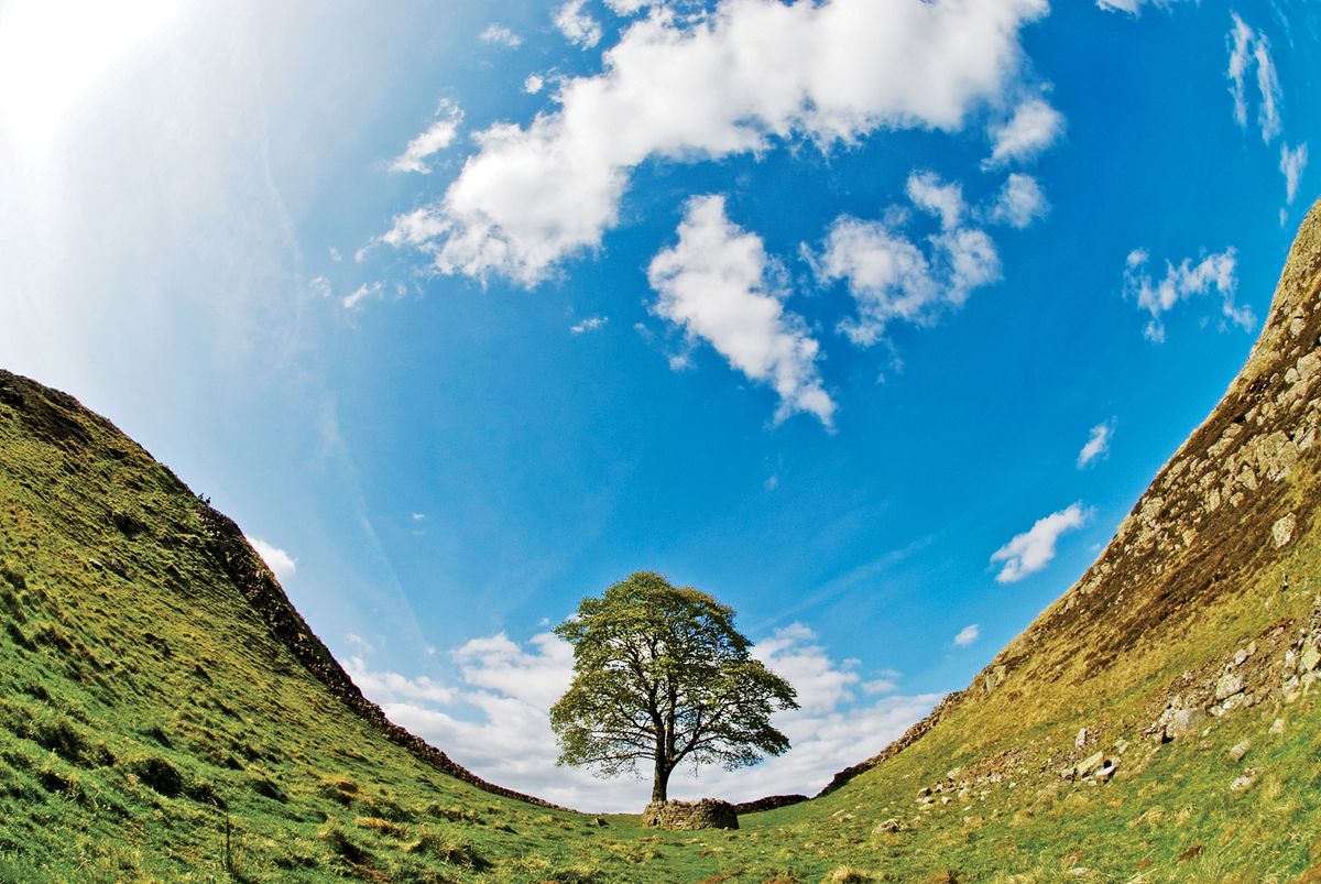 Men found guilty of felling photographers' world-famous tree | Digital ...