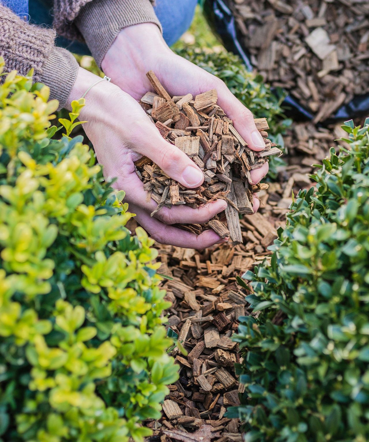 Boxwood care: a guide to growing these evergreen shrubs | Gardeningetc
