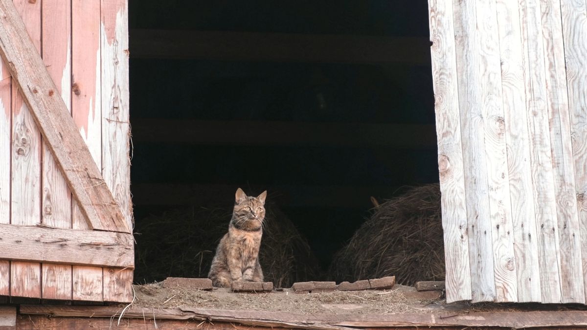 32 reasons to adopt a cat | PetsRadar