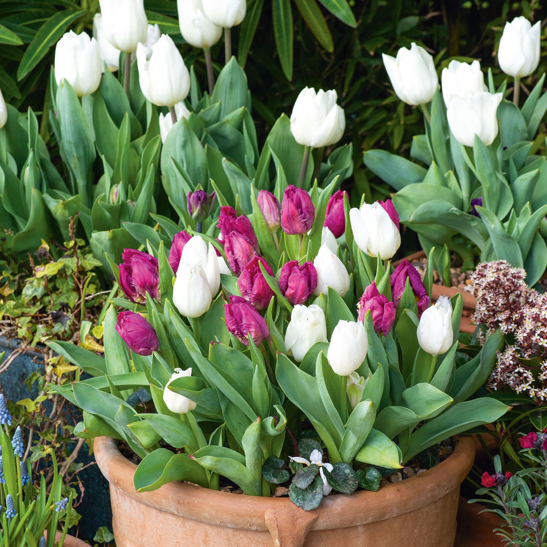 When to stop planting spring bulbs – is it too late? | Ideal Home
