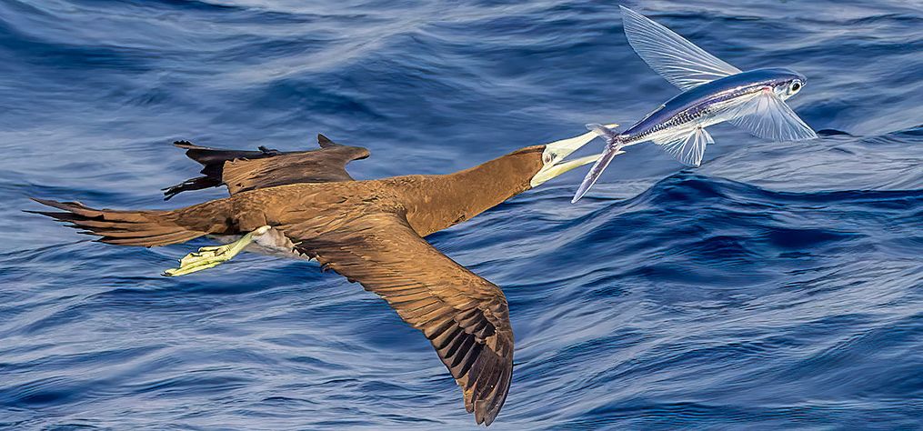 I photograph wildlife from cruise ships, and this is how I do it ...