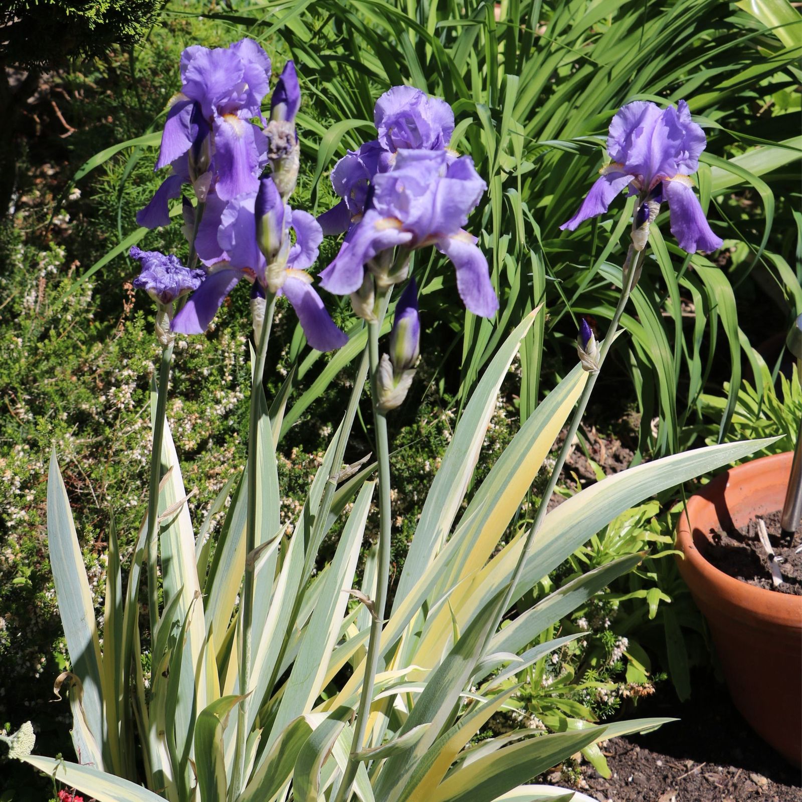 7 sun-loving plants to grow in pots | Ideal Home