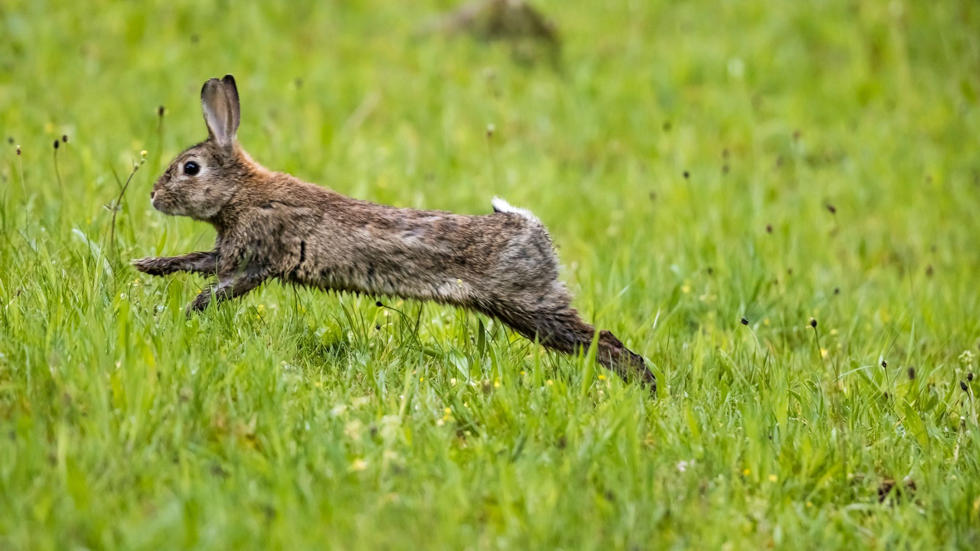 32 facts about rabbits that might surprise you | PetsRadar