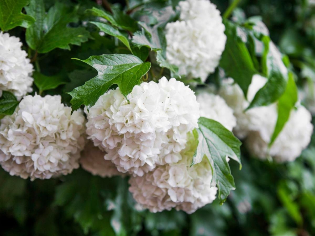 What Is A Guelder Rose: Guelder Rose Information And Growing Tips ...