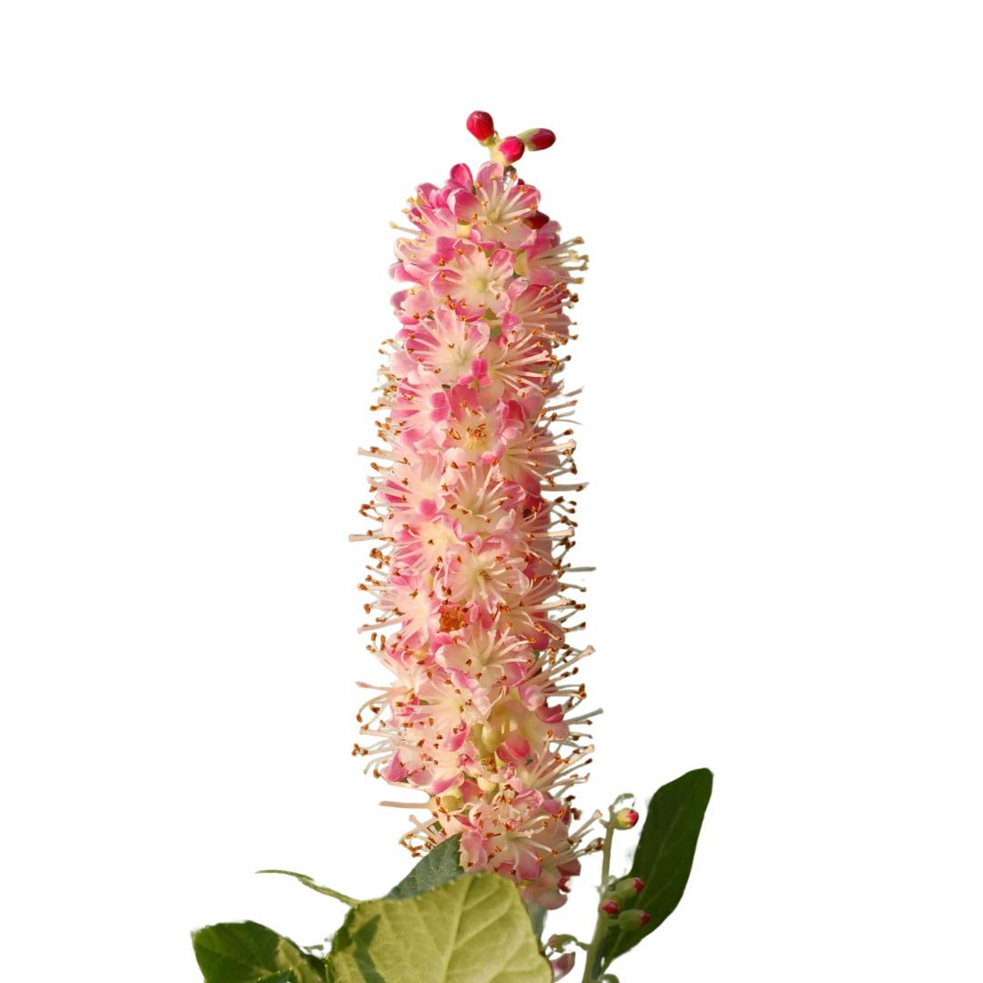 6 Small Fragrant Flowering Shrubs Perfect for Tiny Gardens | Livingetc