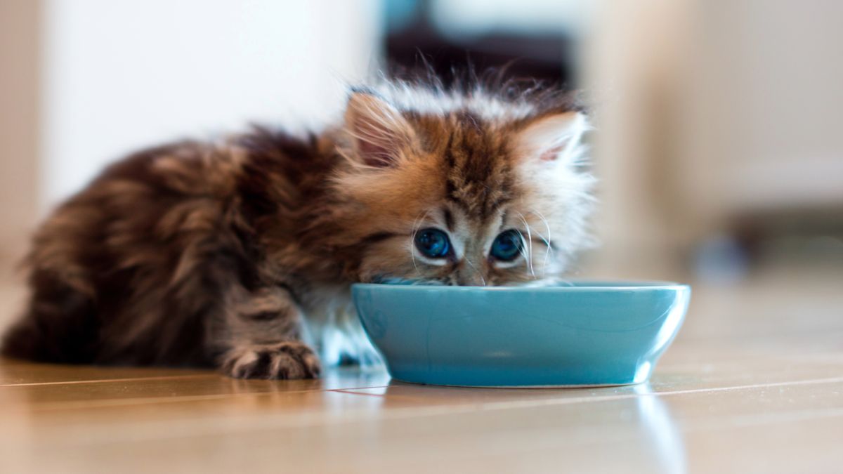 32 ways to raise a happy and healthy kitten | PetsRadar