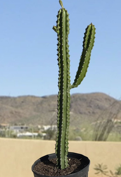 9 cactus garden ideas for sustainable backyards | Livingetc