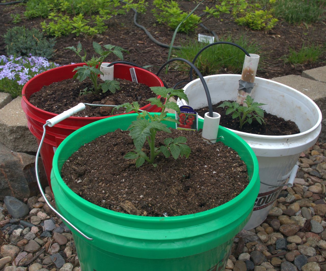 A beginner's guide to bucket gardening, with advice from experts ...