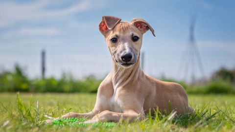 Sighthounds: What they are and the different types | PetsRadar