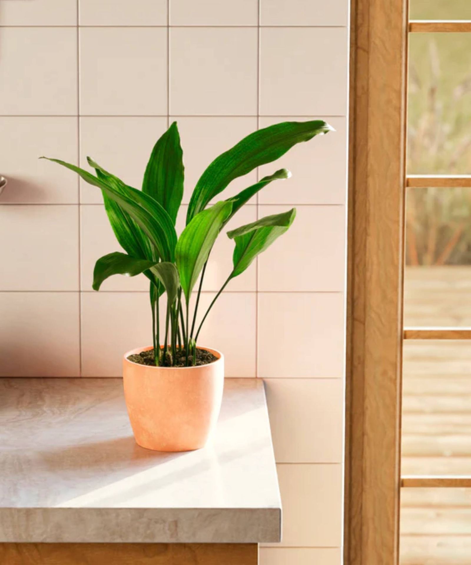 Cat-Safe Plants: 10 Non-Toxic Houseplants for Cat Owners | Gardening ...