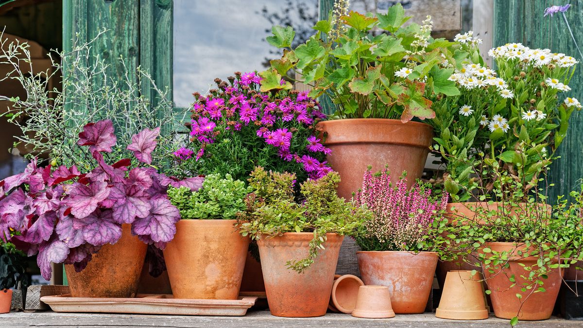 Best Terracotta Pots for Frost – Black Friday Deals | Gardening Know How