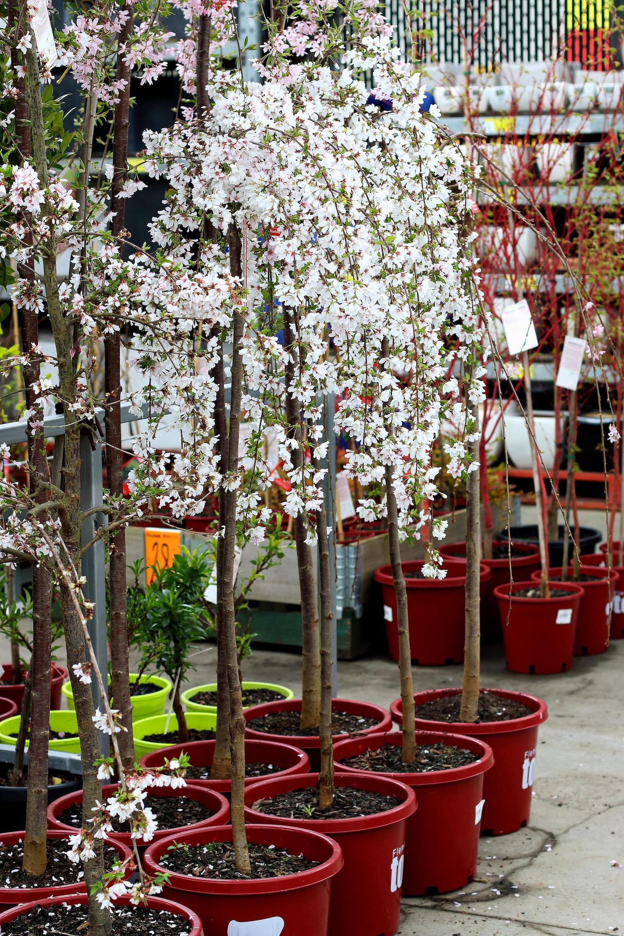 10 fruit trees you can grow in pots to elevate even tiny outdoor spaces so they feel like the ...