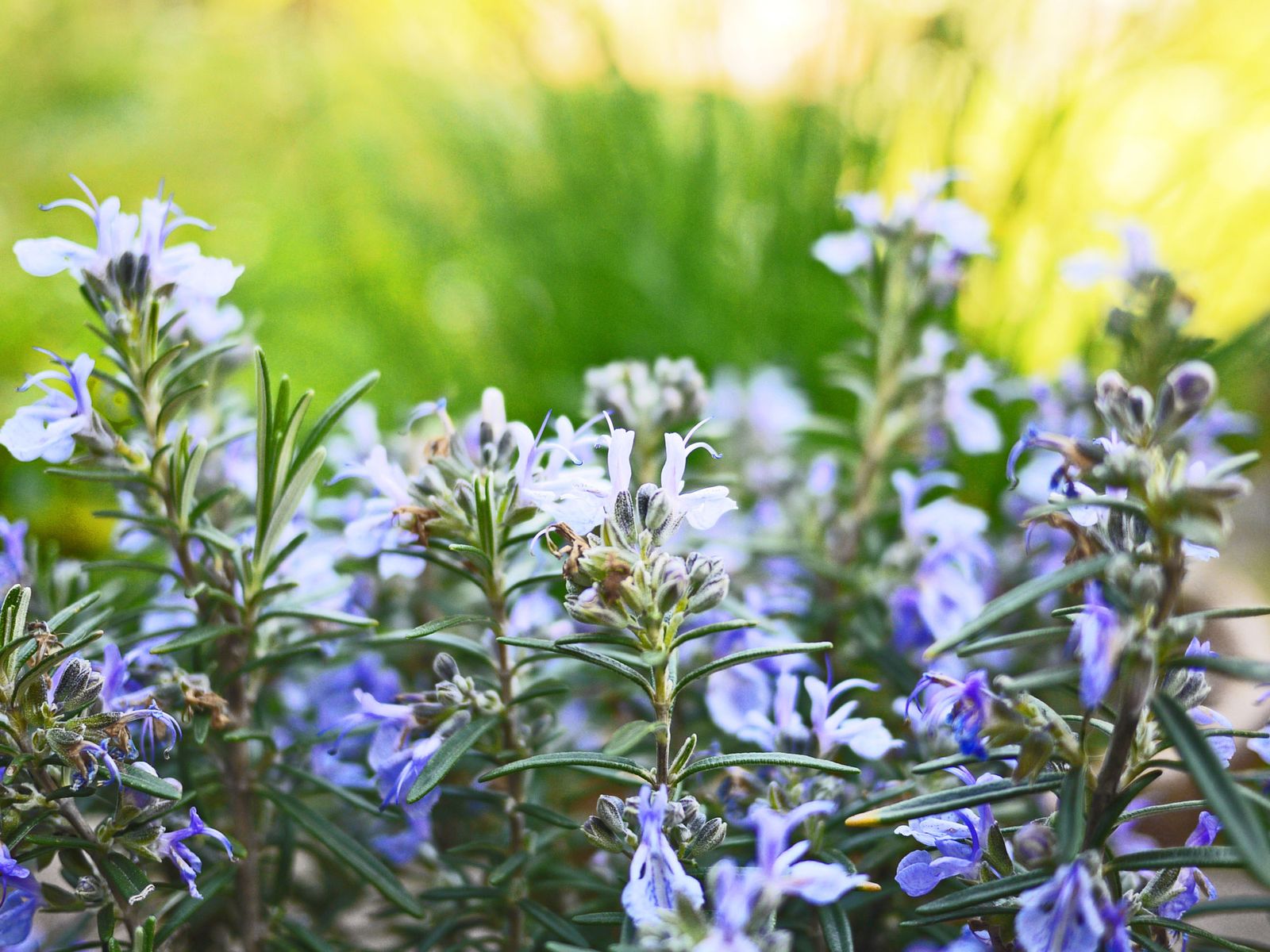 9 Mediterranean Garden Plants Designers Always Choose | Livingetc