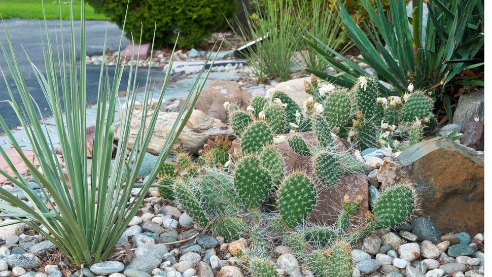 11 plants that repel snakes and keep them away from your yard | Tom's Guide