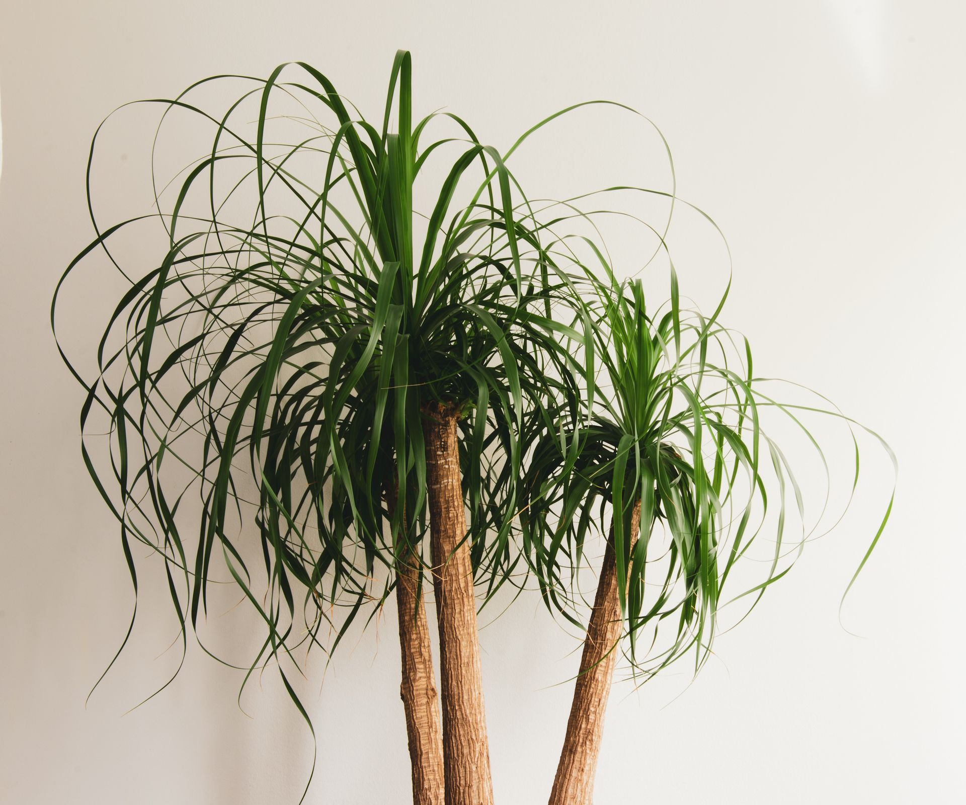 How to care for a ponytail palm tree: 3 expert tips | Homes and Gardens