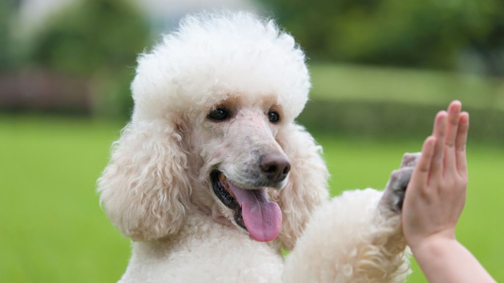 Poodle: Breed profile | PetsRadar