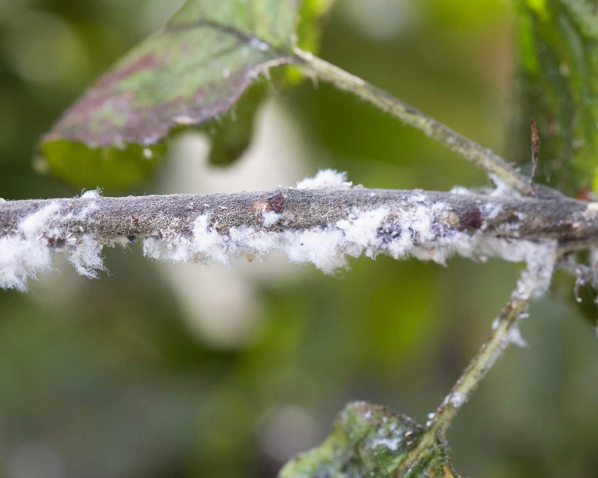 Apple tree diseases: identify and treat 5 common problems | Gardeningetc