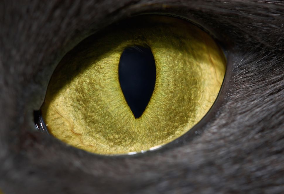 See 15 Crazy Animal Eyes — Rectangular Pupils to Wild Colors | Live Science