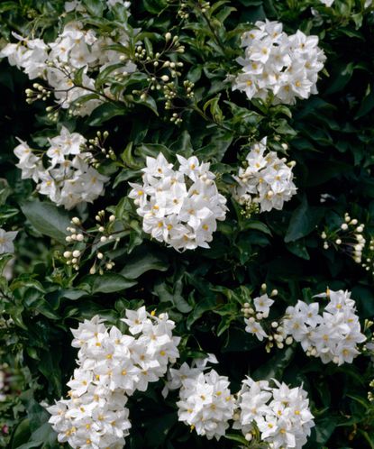Best evergreen climbers: 10 evergreen climbing plants | Homes and Gardens