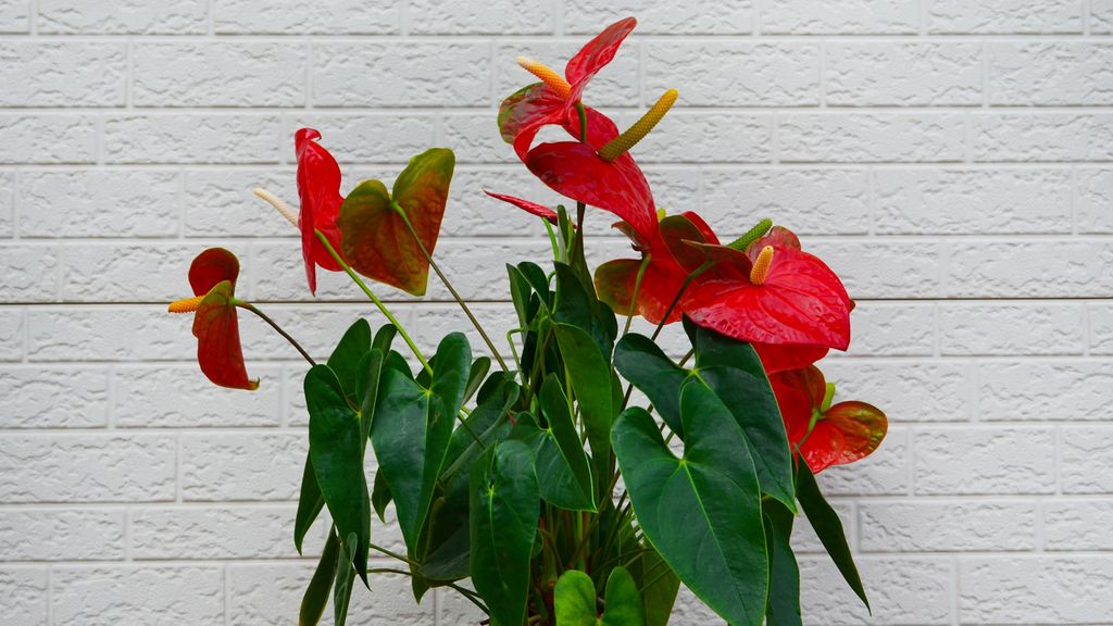 How to fertilize anthuriums for more glorious blooms | Homes and Gardens