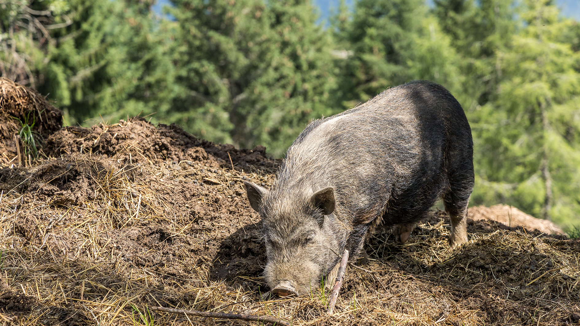 Feral pigs captured and killed after a second suspected illegal ...