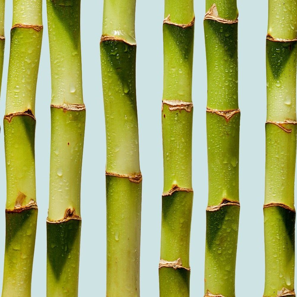 Bamboo Water Nutrient - Bamboo Health Water | Marie Claire