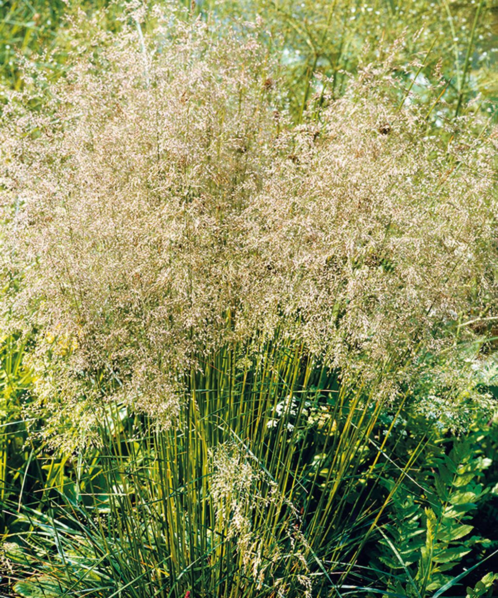 Types of ornamental grass: 16 varieties for borders and pots | Gardeningetc