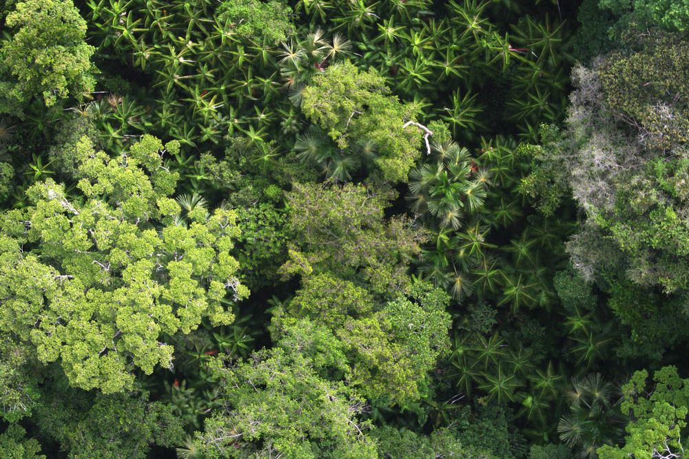 Amazon Photos: Trees That Dominate the Rain Forest | Live Science