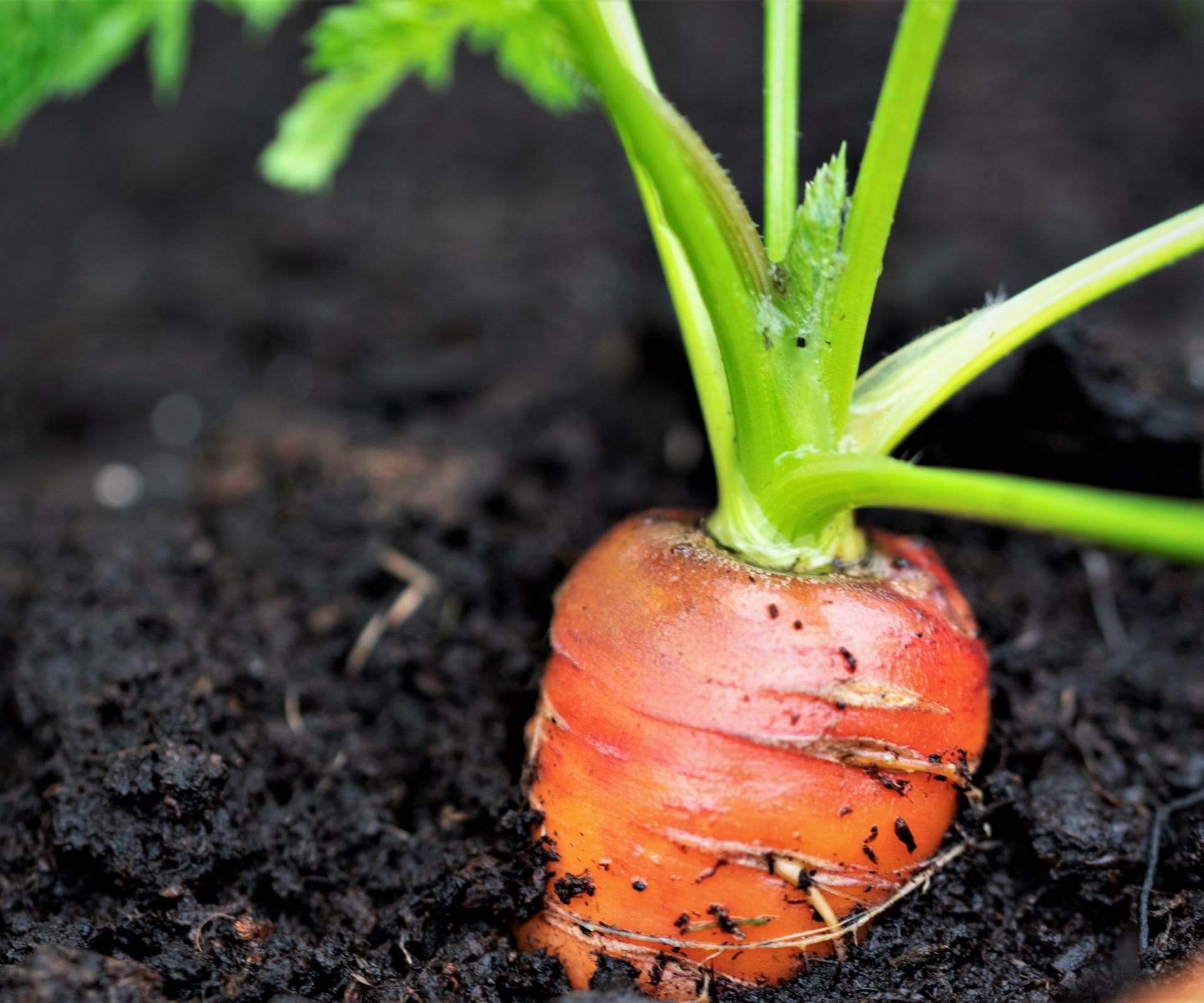 How to grow carrots in containers: expert tips for success | Homes and ...