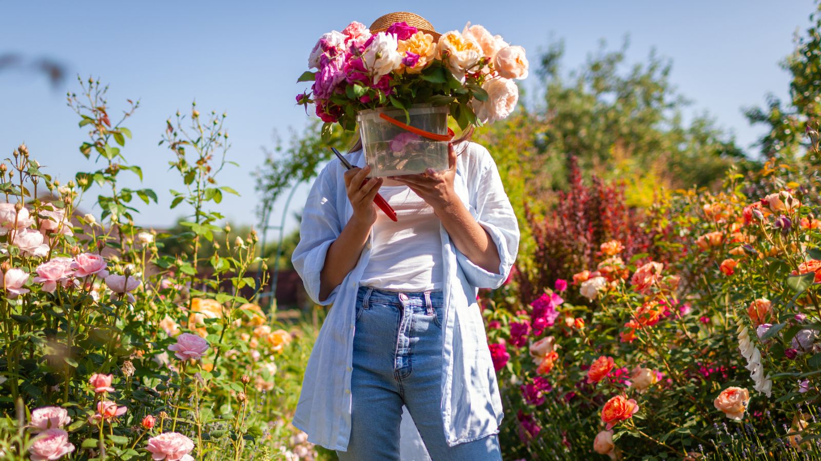 How to Start a Perennial Cutting Garden for Next Summer | Gardening ...