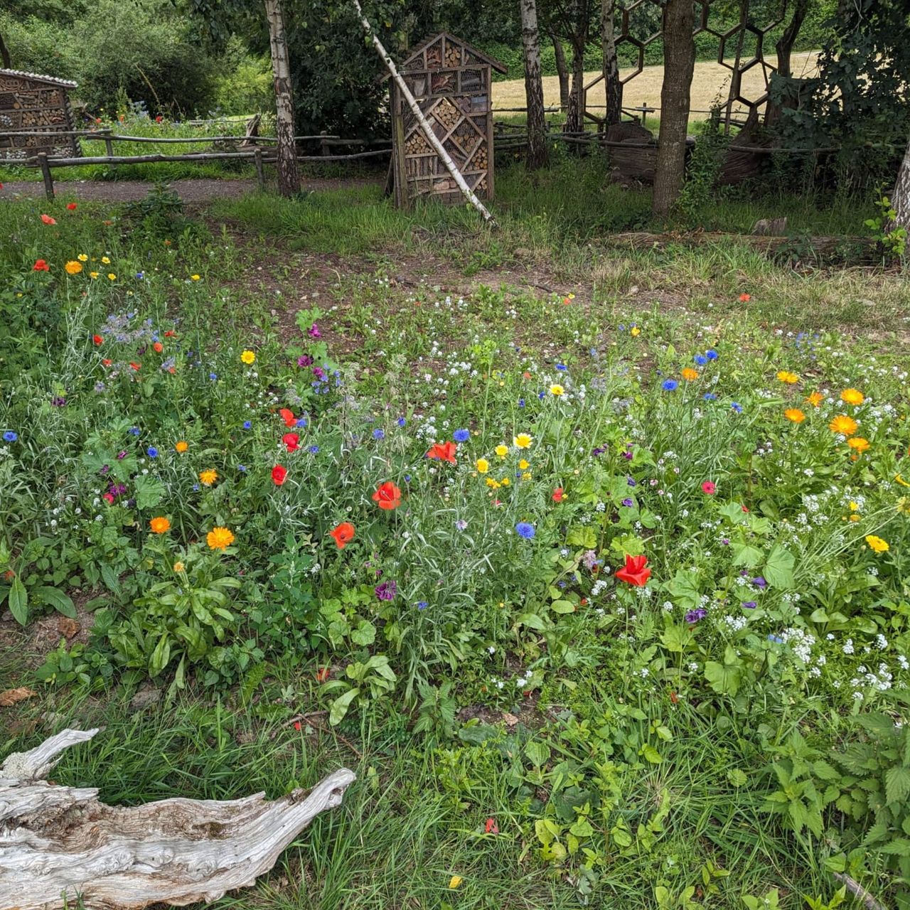 Meadowscaping is the easy garden trend you need to try | Ideal Home