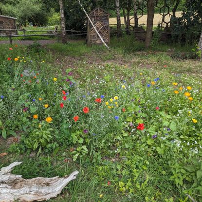 Meadowscaping is the easy garden trend you need to try | Ideal Home