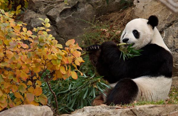 Butter Balls: Photos of Playful Pandas | Giant Pandas | Live Science