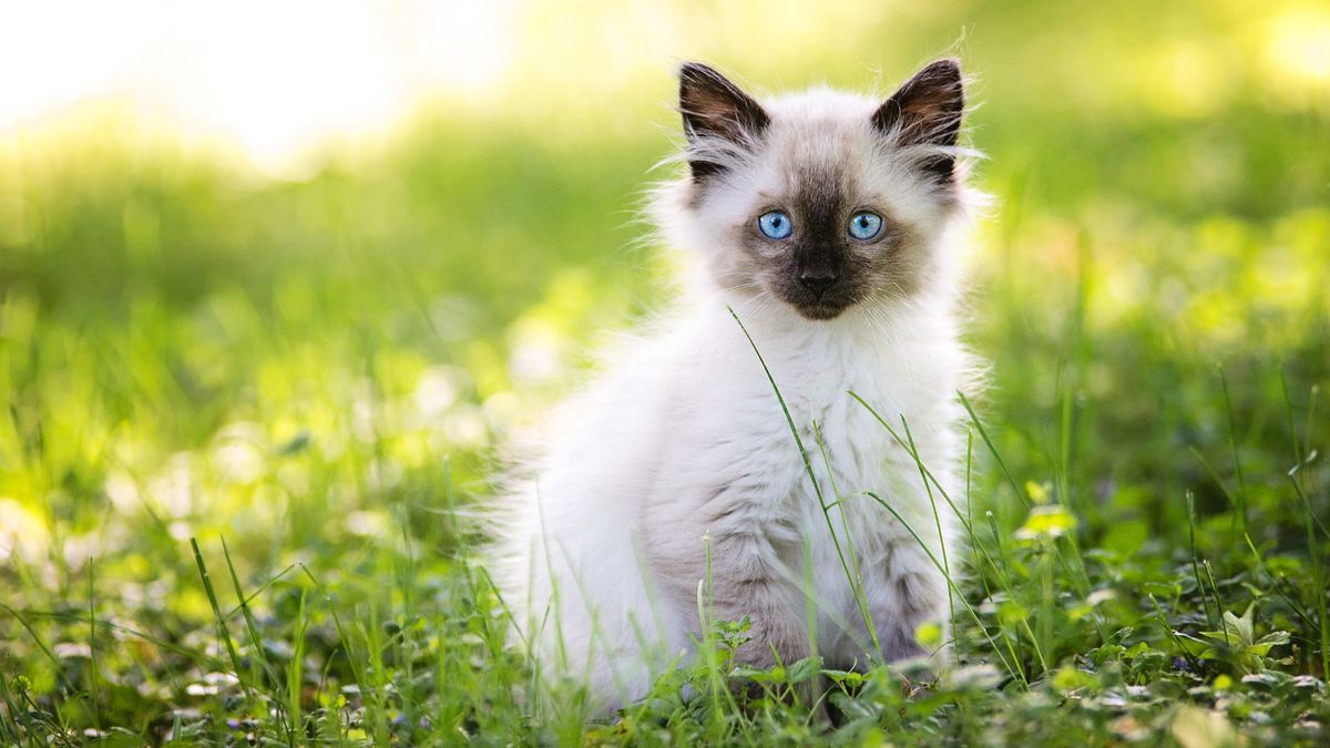 32 most popular cat breeds for feline fans | PetsRadar
