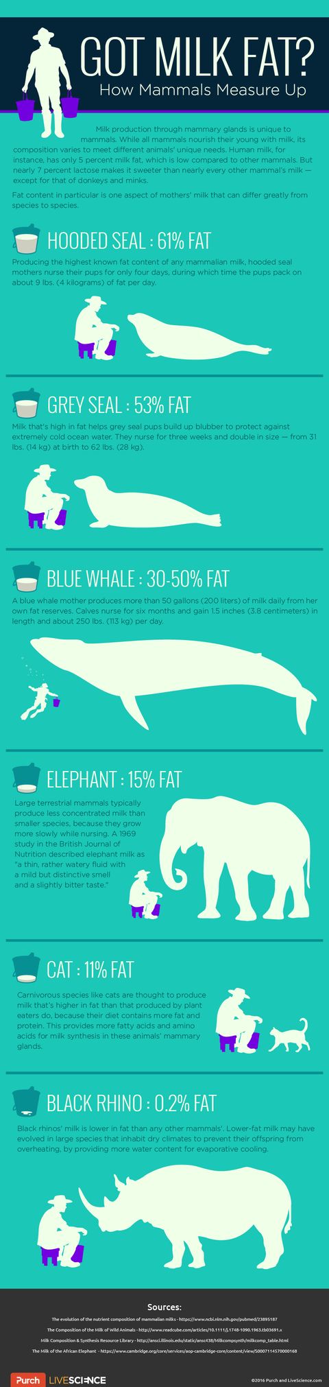 Milk Fat: How Mammals Measure Up | Live Science