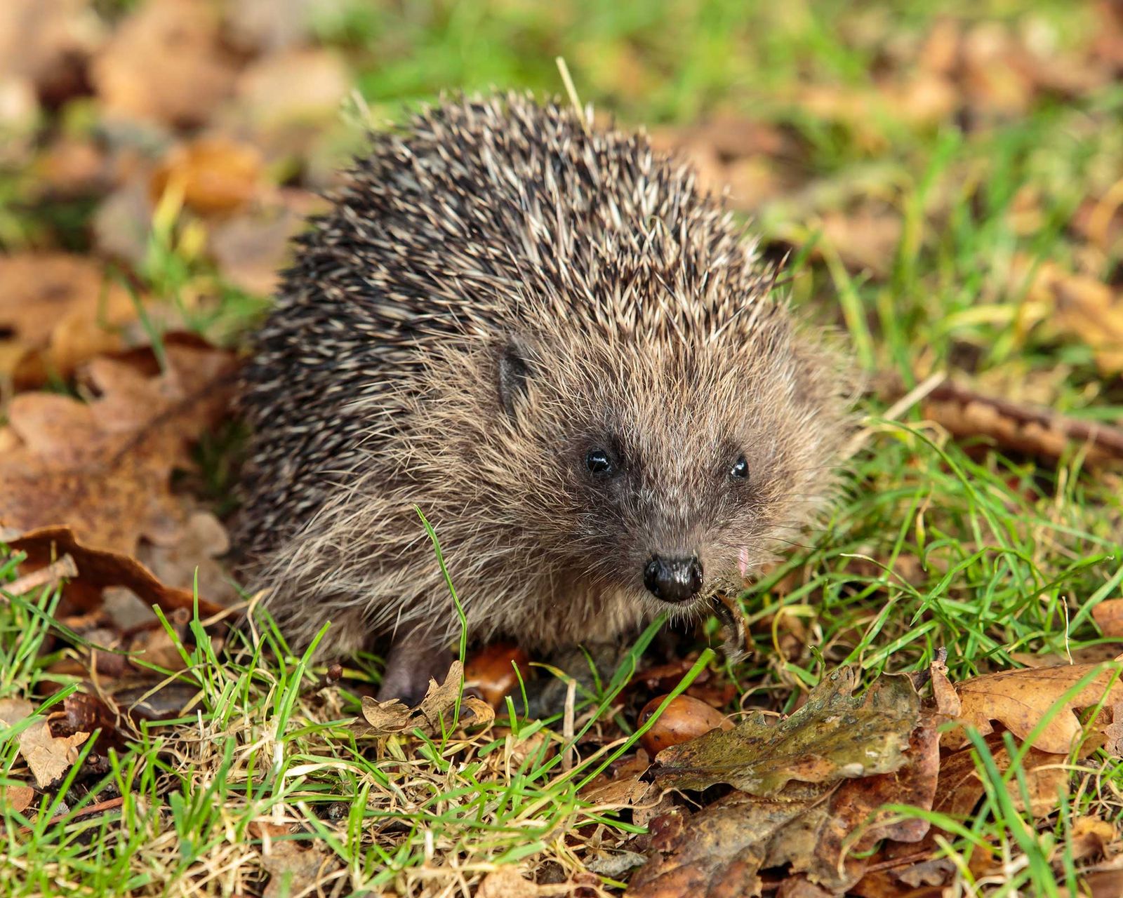 How to get rid of slugs: 13 natural ways to remove them from the garden ...