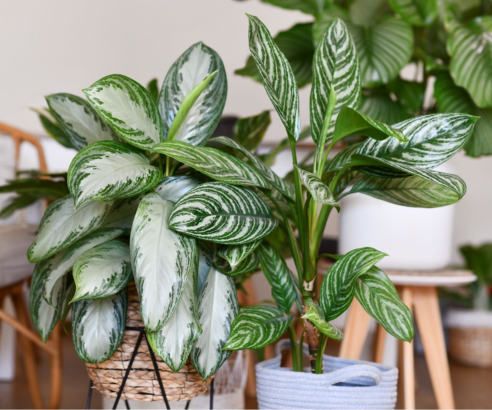 Chinese evergreen care: 5 expert tips to keep them healthy | Homes and ...