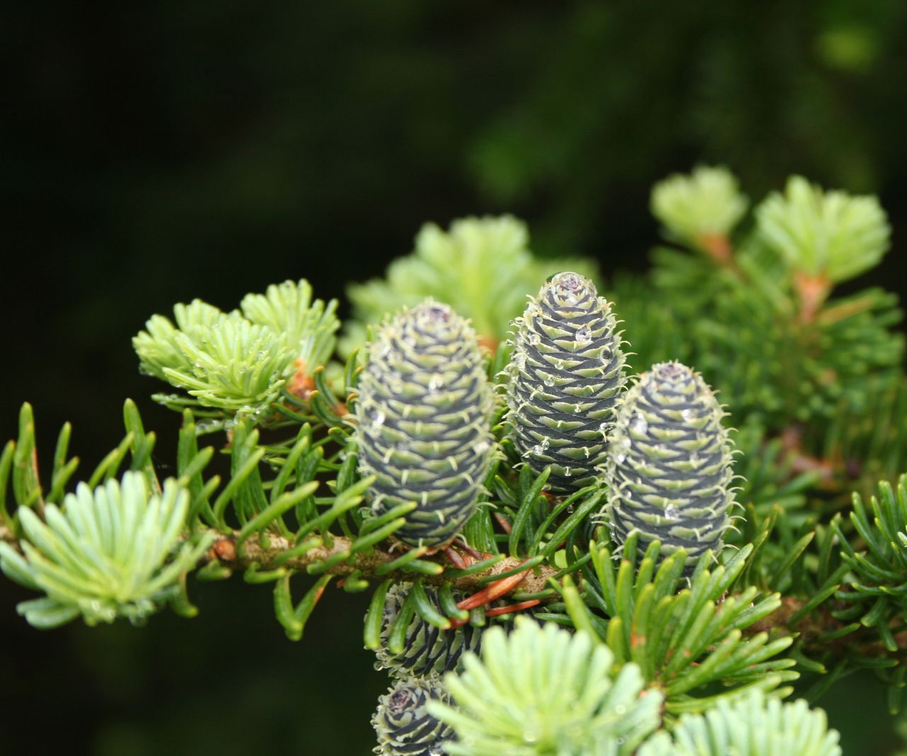 Balsam fir care and growing guide | Homes and Gardens