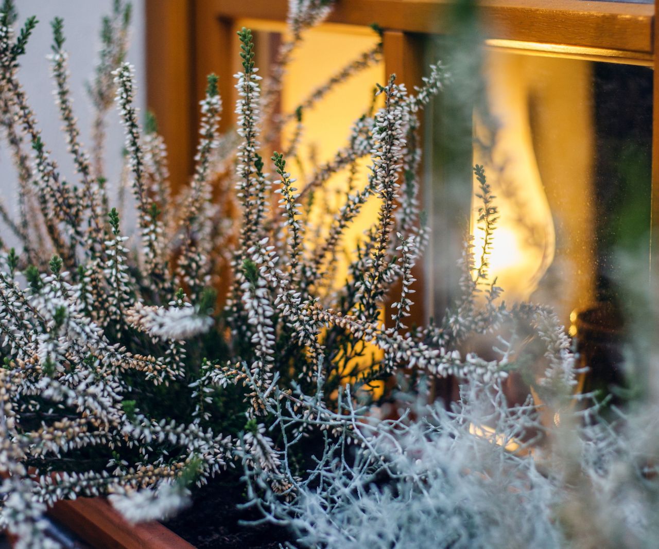 How to create a winter window box and create floral displays | Homes ...