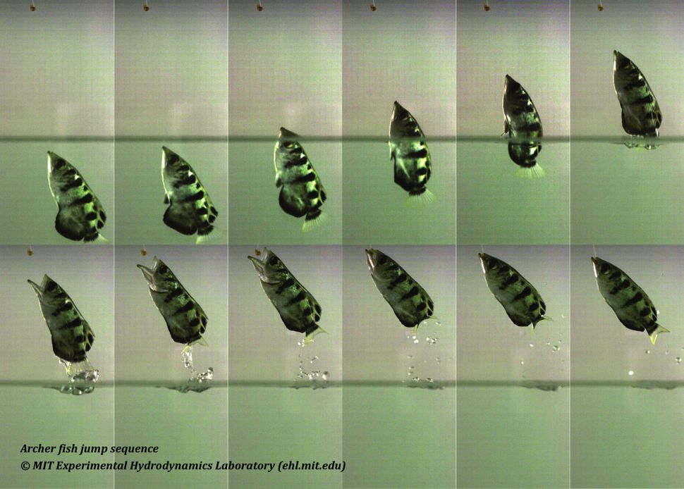 Taking the Leap: Archerfish Snag More Prey with Amazing Jumps | Live ...