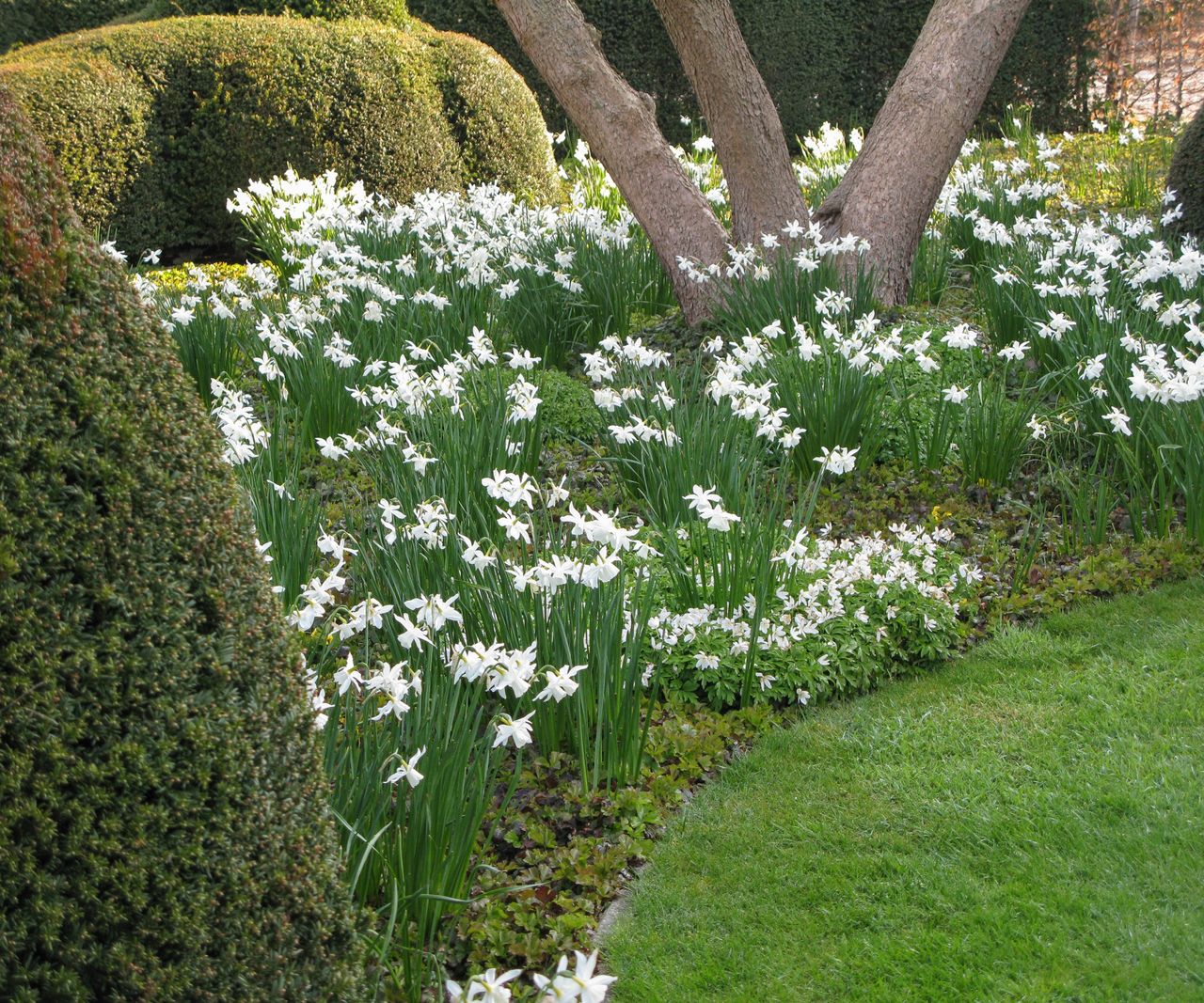 Narcissus for every yard: Different flower types explained | Homes and ...
