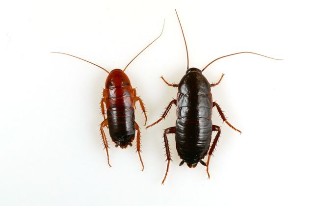 New Cockroach Species Replacing Oriental Roach in Southwest US | Live ...