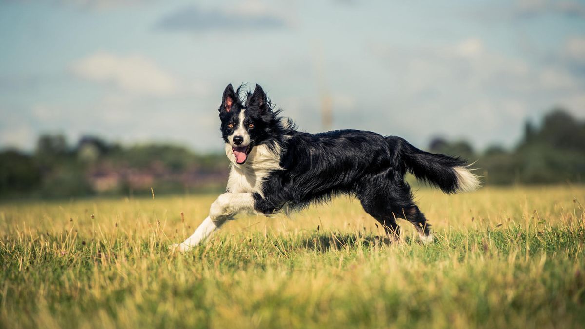 Weird things that dogs do that are actually completely normal | PetsRadar