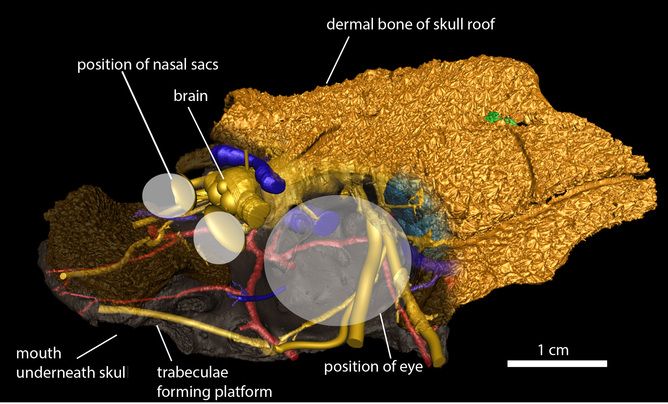 Hello Fish Face – A Fossil Fish Reveals the Origins of the Face | Live ...