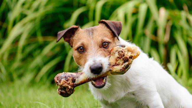 Long lasting dog chews 2024 – treats to keep them busy | PetsRadar