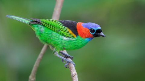 32 of the most colorful birds on Earth | Live Science