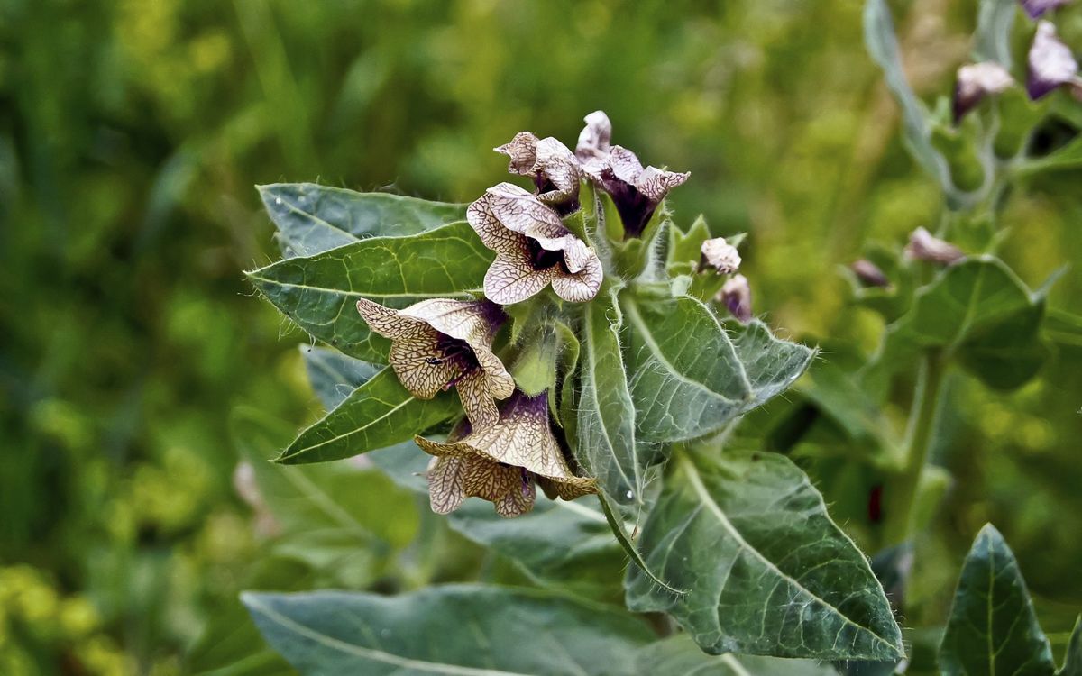 What Is Henbane: Learn About Henbane Cultivation In Gardens And Its ...