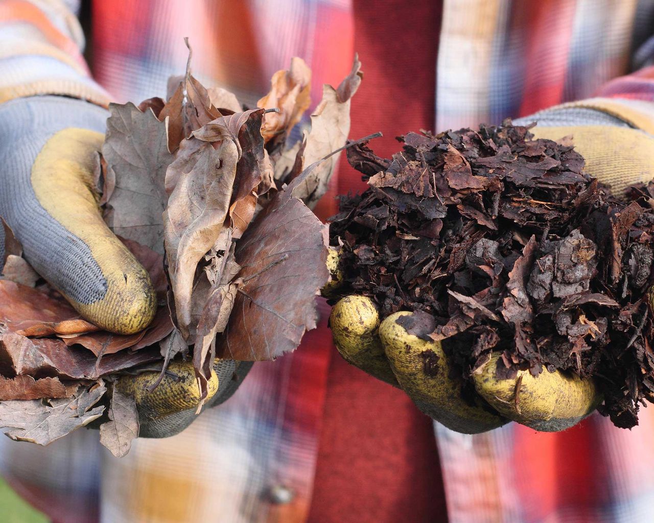 How to make leaf mould: top tips for turning autumn leaves into a ...