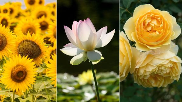 How to revive flowers in a vase? An expert florist explains | Homes and ...